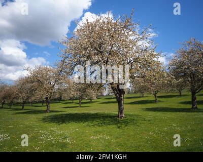 Sittingbourne, Kent, UK. 5th May, 2021. UK Weather: sunny blue skies ...