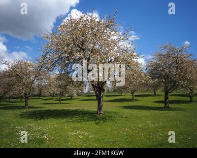 Sittingbourne, Kent, UK. 5th May, 2021. UK Weather: sunny blue skies ...