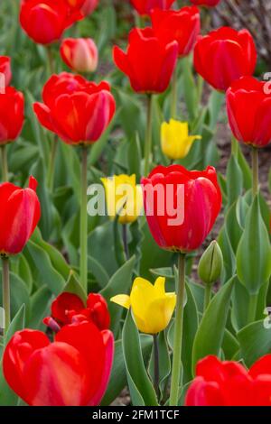 Yellow & Red Tulipa 'United States' (Tulips) grown in a English Cottage ...