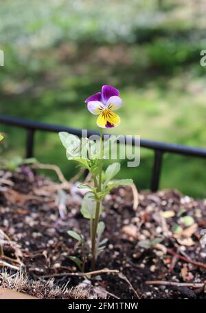 Violet Johnny Jump Up Spring Blooms in a little wooden box with a white ...