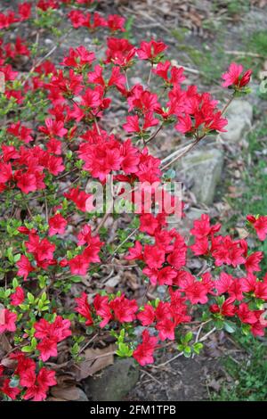 Bright scarlet red azalea shrub with small, delicate densely packed ...