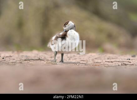 Nottingham, Nottinghamshire UK 28th Apr 2021. UK News. Egyptian Geese ...