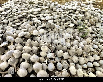 Closeup shot of seeds of prosopis juliflora tree Stock Photo - Alamy