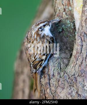 Treecreeper around the nest cavity in early spring time Stock Photo - Alamy
