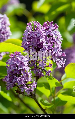 Lilac (Syringa x henryi Stock Photo - Alamy