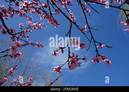 Peaches bloomed in April 2021 Stock Photo - Alamy
