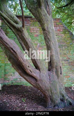 Yew tree, ancient yews, iconic trees, important properties, treating ...