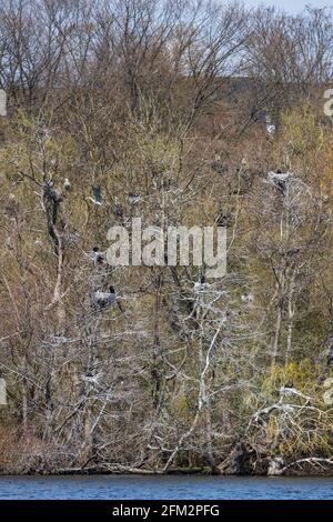 Grey heron (Ardea cinerea), Essen, Ruhr area, North Rhine-Westphalia ...