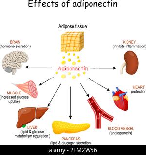 adiponectin. adipose tissue produced protein hormone adipokine. Effects of adiponectin on muscle ...