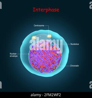 Anaphase. cell division in sexually-reproducing. Stage of mitosis ...