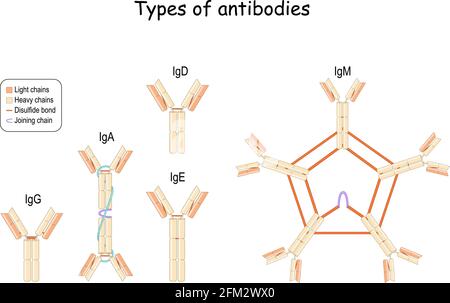 Types of Antibodies. Antibody anatomy with Antigen, Heavy and Light ...