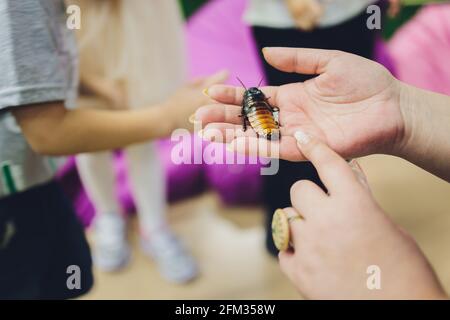 Beautiful huge Madagascar Hissing Cockroach crawls on human hand Stock ...