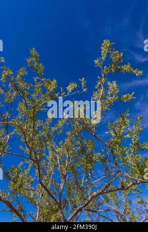 Desert Ironwood Tree (Olneya tesota), Saguaro West National Park ...