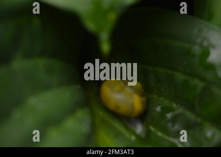 Yellow snail on leave wirg droplets Stock Photo - Alamy