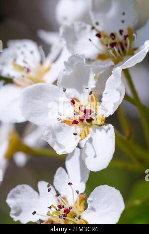 Pyrus cordata flowers Stock Photo - Alamy
