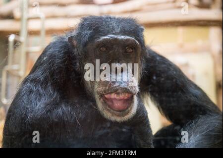 04 May 2021, Saarland, Saarbrücken: Chimpanzee Jonny (l) lies together ...