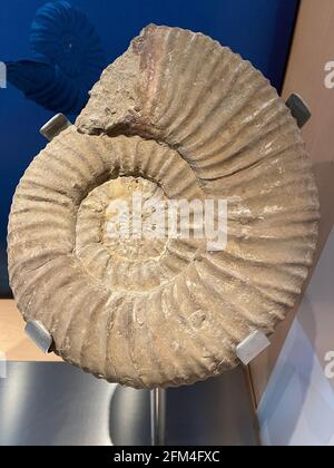 Ammonites, subclass of extinct cephalopod molluscs Stock Photo - Alamy