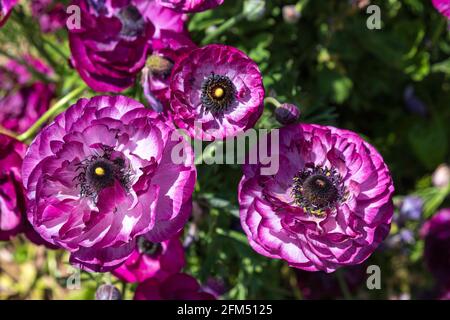 Purple cultivated flowers garden buttercups close up Stock Photo - Alamy