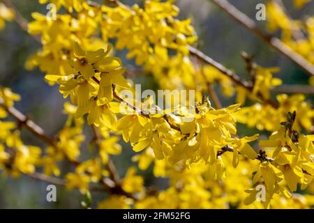 Bright yellow Forsythia flowers in early spring Stock Photo - Alamy