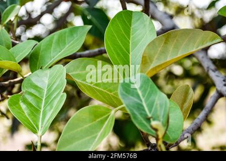 A Banyan Tree top view isolated on white background Stock Photo - Alamy