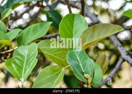 A Banyan Tree top view isolated on white background Stock Photo - Alamy