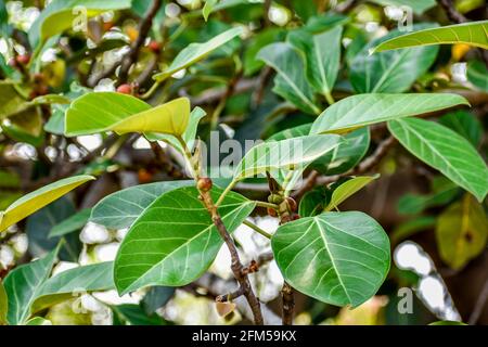 A Banyan Tree top view isolated on white background Stock Photo - Alamy