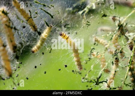 Nest of fall webworms, caterpillars of the Fall Webworm Moth ...