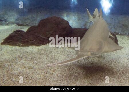 sawfish underwater close up detail of mouth and saw Stock Photo - Alamy