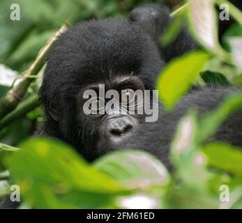 Adorable Baby Gorilla Stock Photo - Alamy