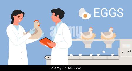 Chicken production, factory line infographic vector illustration ...