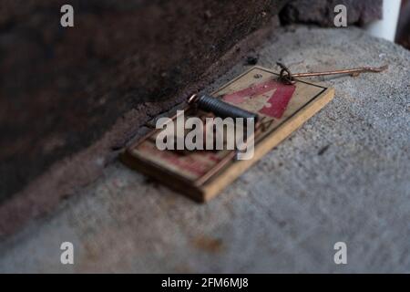 Old wooden mouse trap set for capturing a mice Stock Photo - Alamy