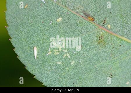 Rose grain aphids Metopolophium dirhodum on a barley leaf with grain ...
