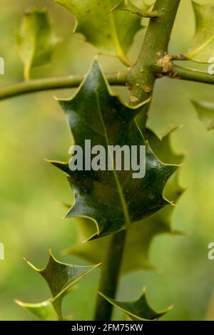 Single Holly berry (Aquifoliaceae Stock Photo - Alamy