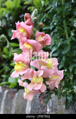 Snapdragon Antirrhinum majus Snaptastic Yellow snapdragon flower Stock ...
