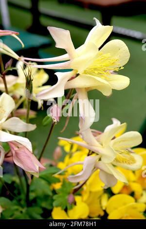 Aquilegia Columbine McKana Hybrid Stock Photo - Alamy
