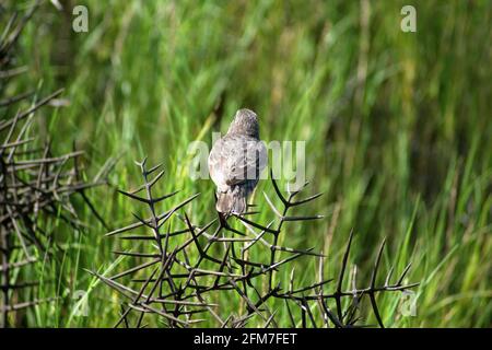 Darwin's finch perched in a thorn tree at Urbina Bay, Isabela Island ...
