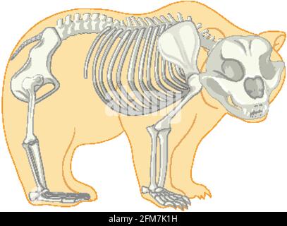 Skeleton Anatomy of wild bear isolated illustration Stock Vector Image ...