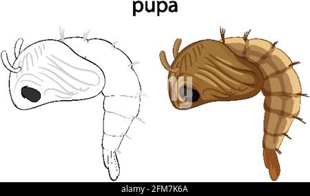 Pupa in colour and doodle isolated Stock Vector Image & Art - Alamy