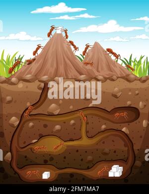 Underground animal burrow with ant family Stock Vector Image & Art - Alamy
