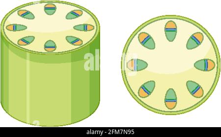Draw Vascular Tissues In Plants Science Tissues