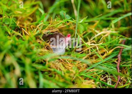 A small gray mole climbed out of the ground, an animal in the grass ...