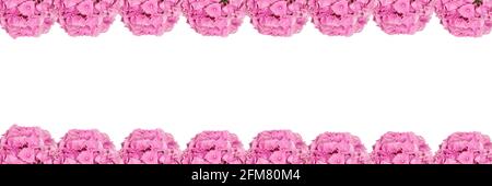 Banner of pink hortensia on white. Floral greeting card with copy space ...