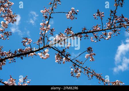 Prunus serratula 'Hanagasa' Stock Photo - Alamy