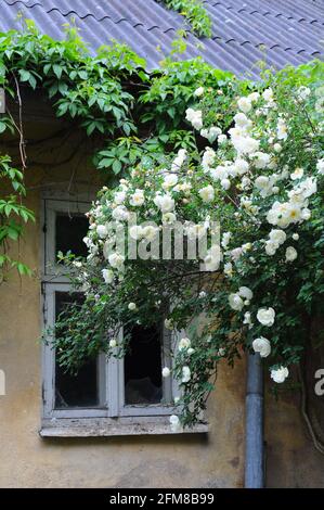 White roses rambling around a window of old grunge house Stock Photo ...