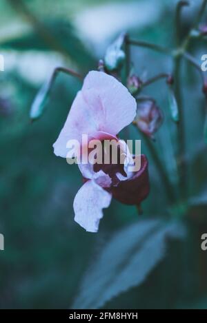 A vertical shot of Impatiens glandulifera flowers with tall trees in ...