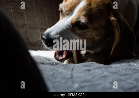 Dog teeth close-up. Beagle teeth isolated on white background. Problem ...