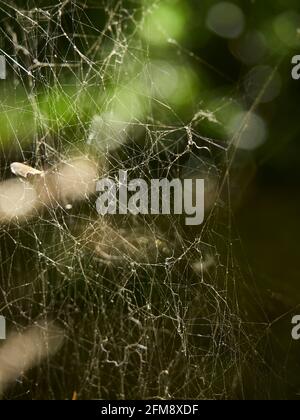 An Old Dusty Spider Web Stock Photo - Alamy