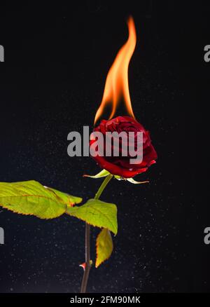 Rose is blazing. Burning rose dark background. Red flower on fire ...