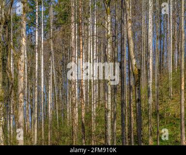 lots of thin tree stems in a forest in sunny ambiance at early spring ...