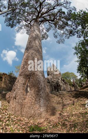 Angkor Wat, Cambodia - Strangler fig (Ficus sp.) tree roots on the ...